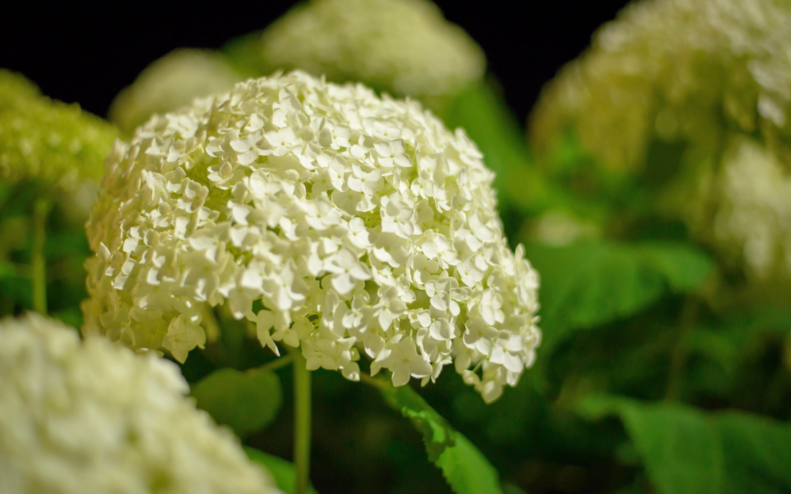 Hydrangea at Night - Lonely Japan