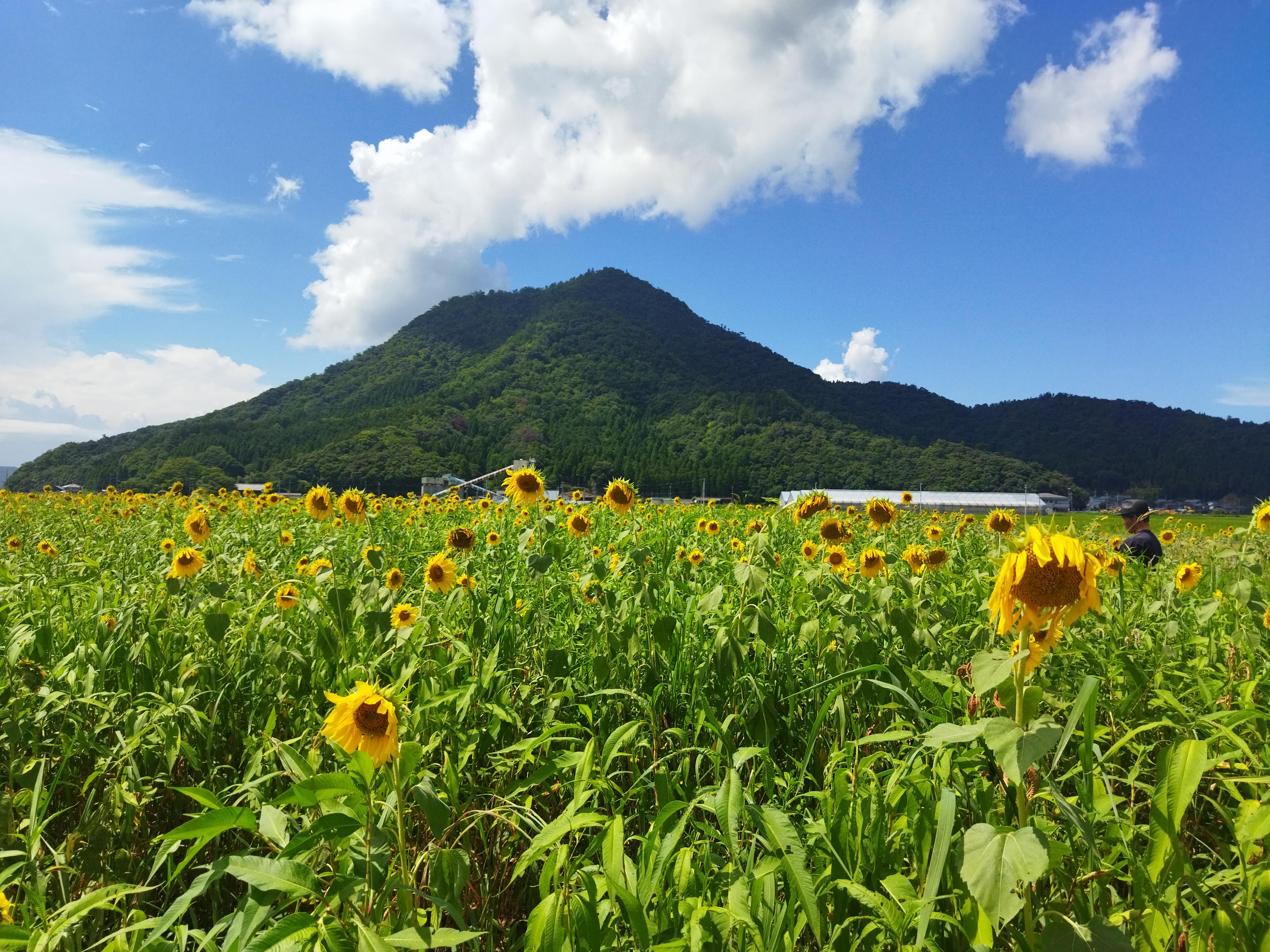 Sunflower field in Obama, Fukui - Lonely Japan