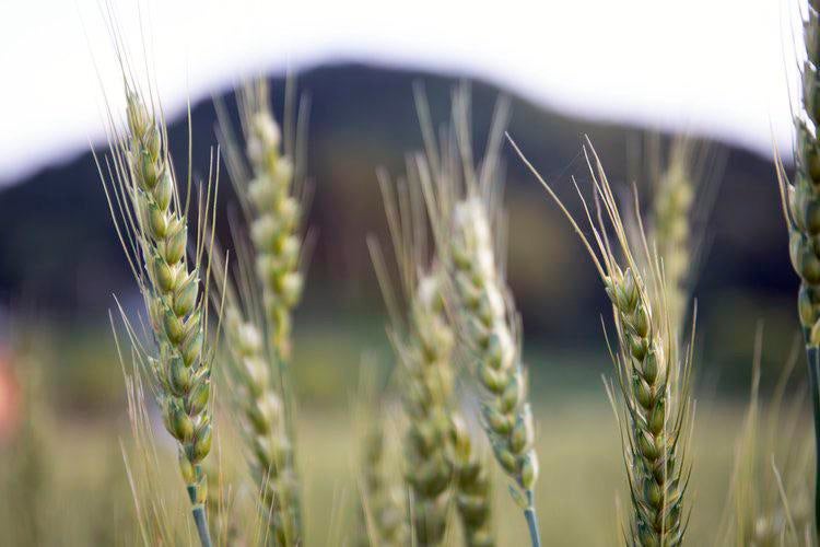 Wheat for Days! Can’t wait to harvest - Lonely Japan