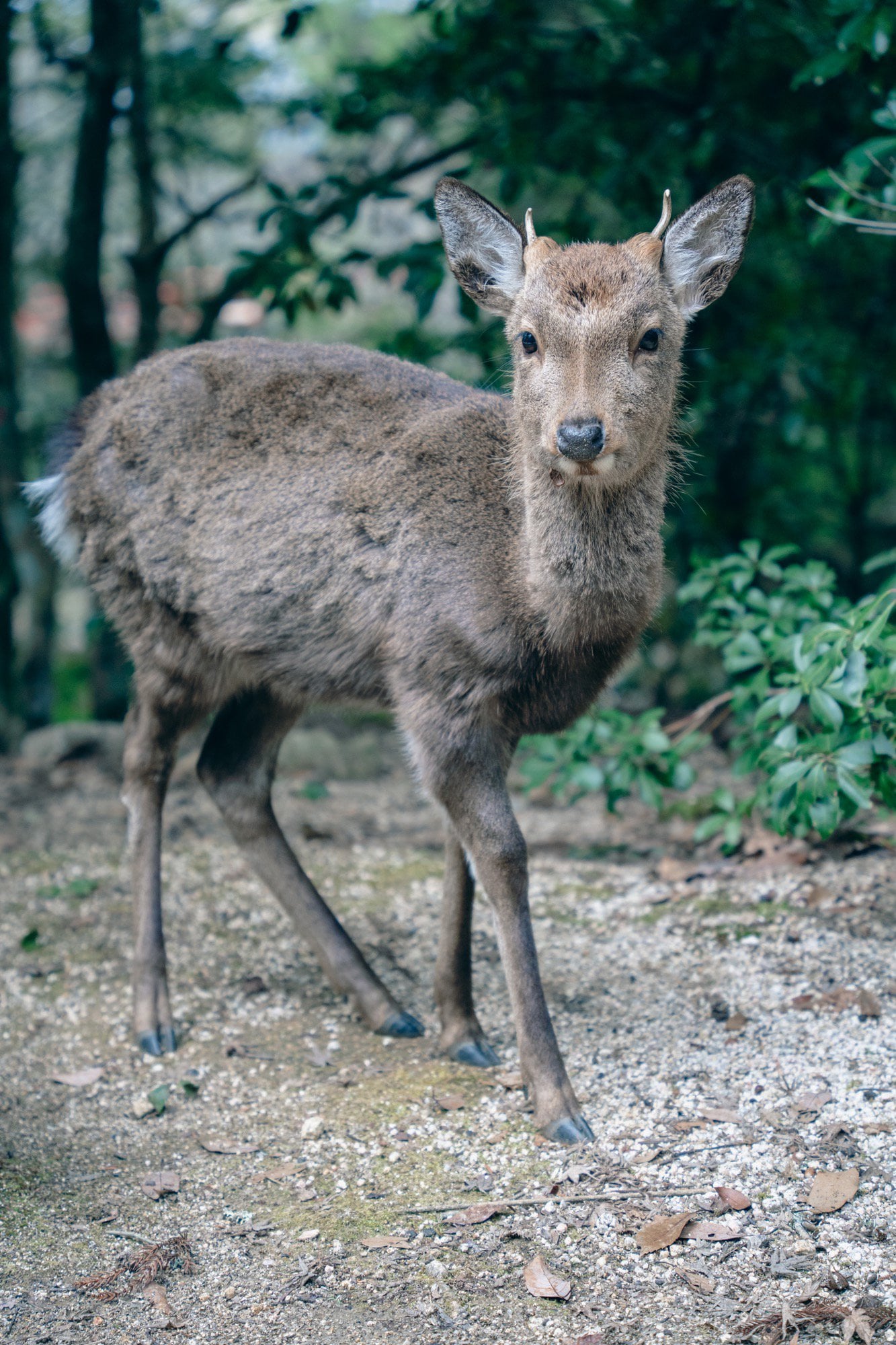 Miyajima Deer - Lonely Japan