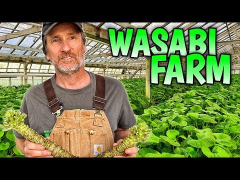 Why REAL WASABI is So Expensive! - Lonely Japan