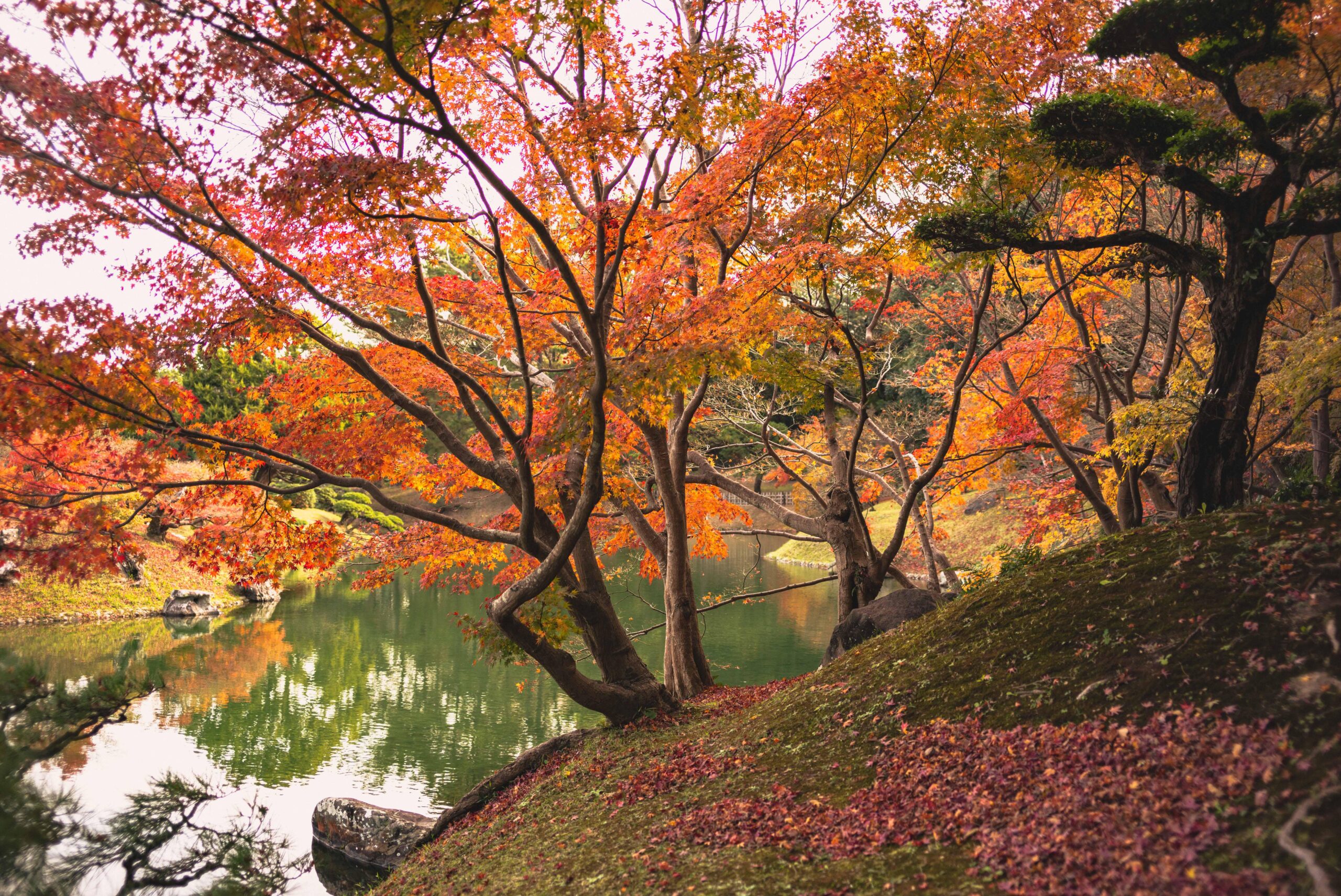 Autumn colours - Ritsurin Koen, Takamatsu - Lonely Japan