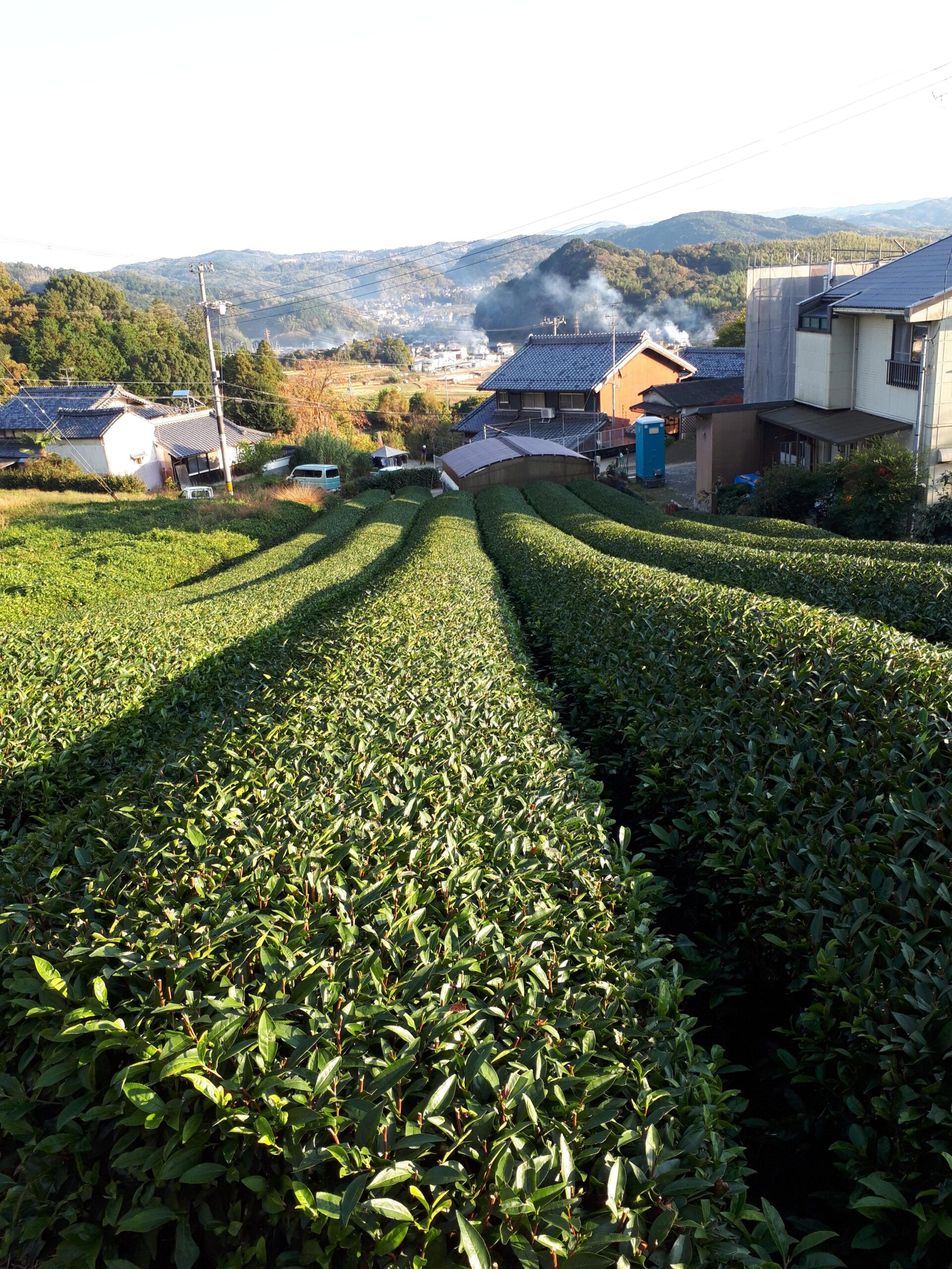 Tea Fields in Kyoto Prefecture - Lonely Japan