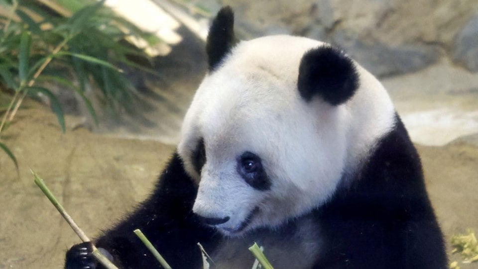 Beloved giant panda Xiang Xiang departs Japan for China - Lonely Japan