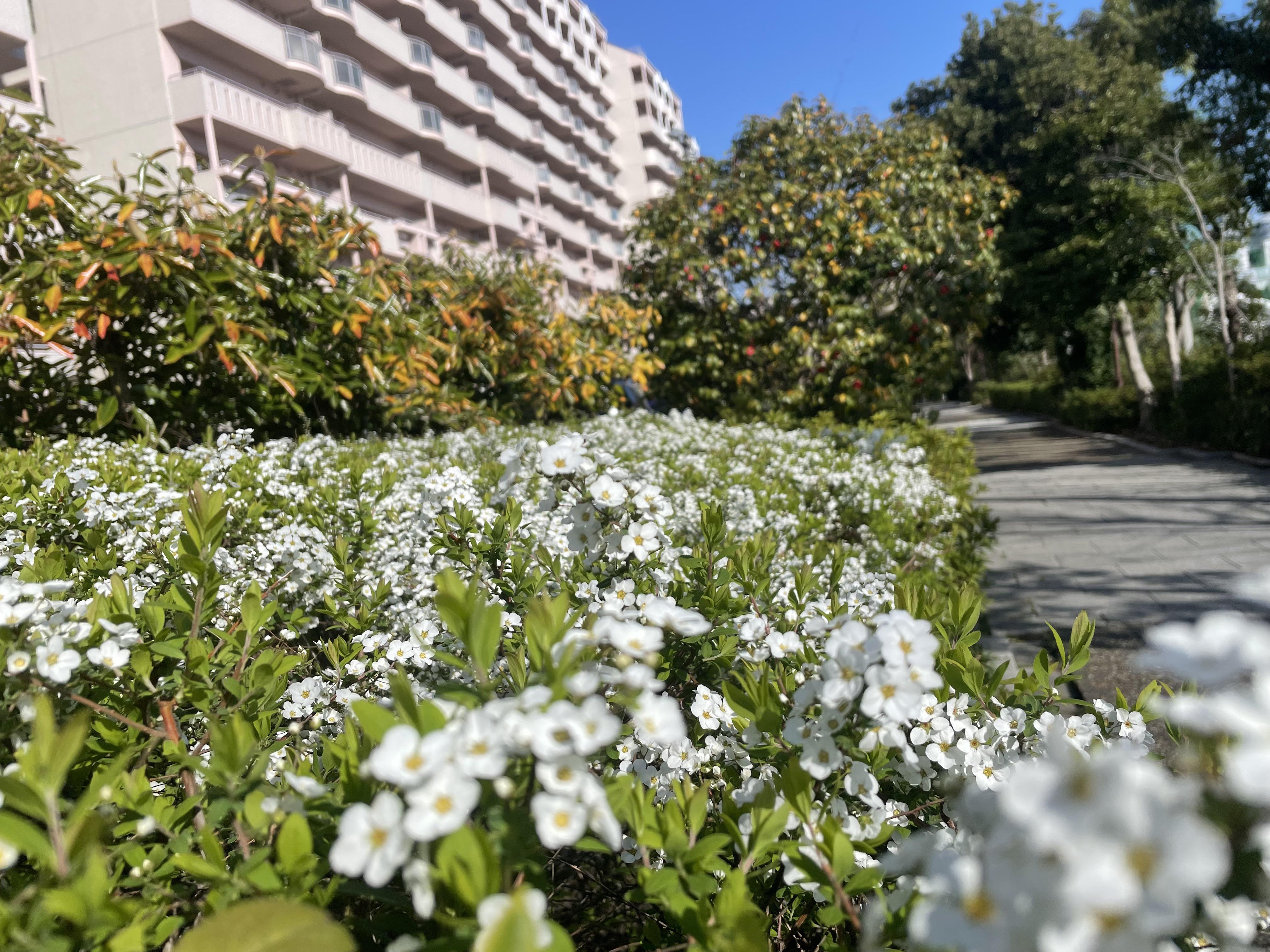 Spring on the shogakko walking path. - Lonely Japan