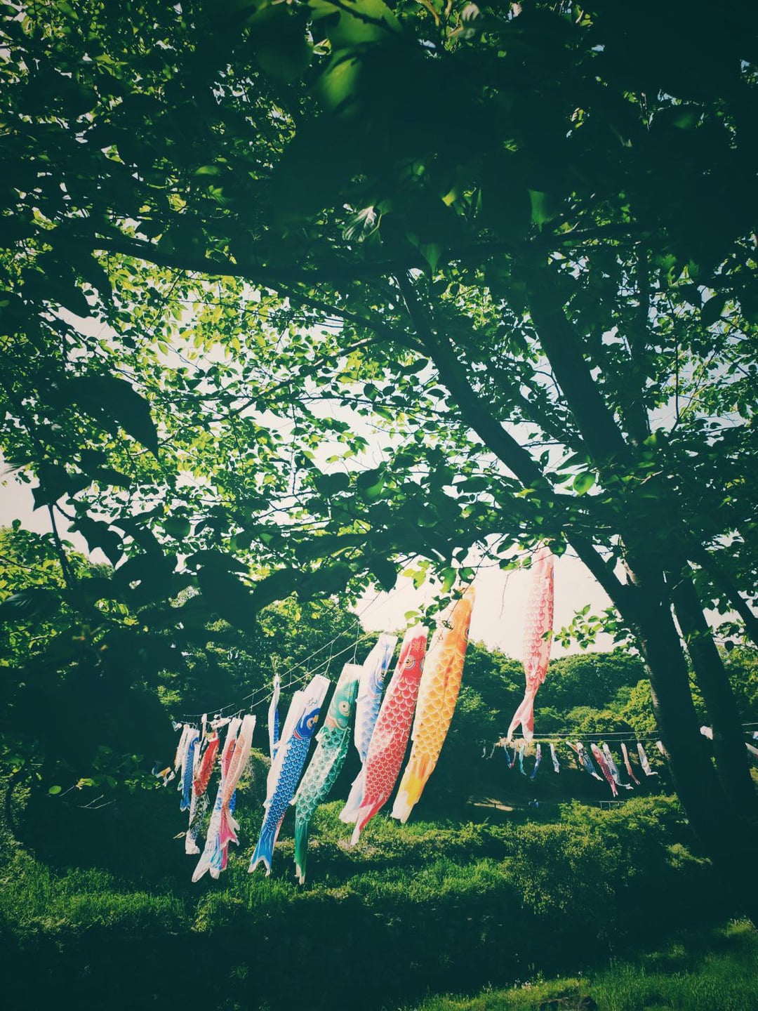 Koinobori in Chigasaki City - Lonely Japan