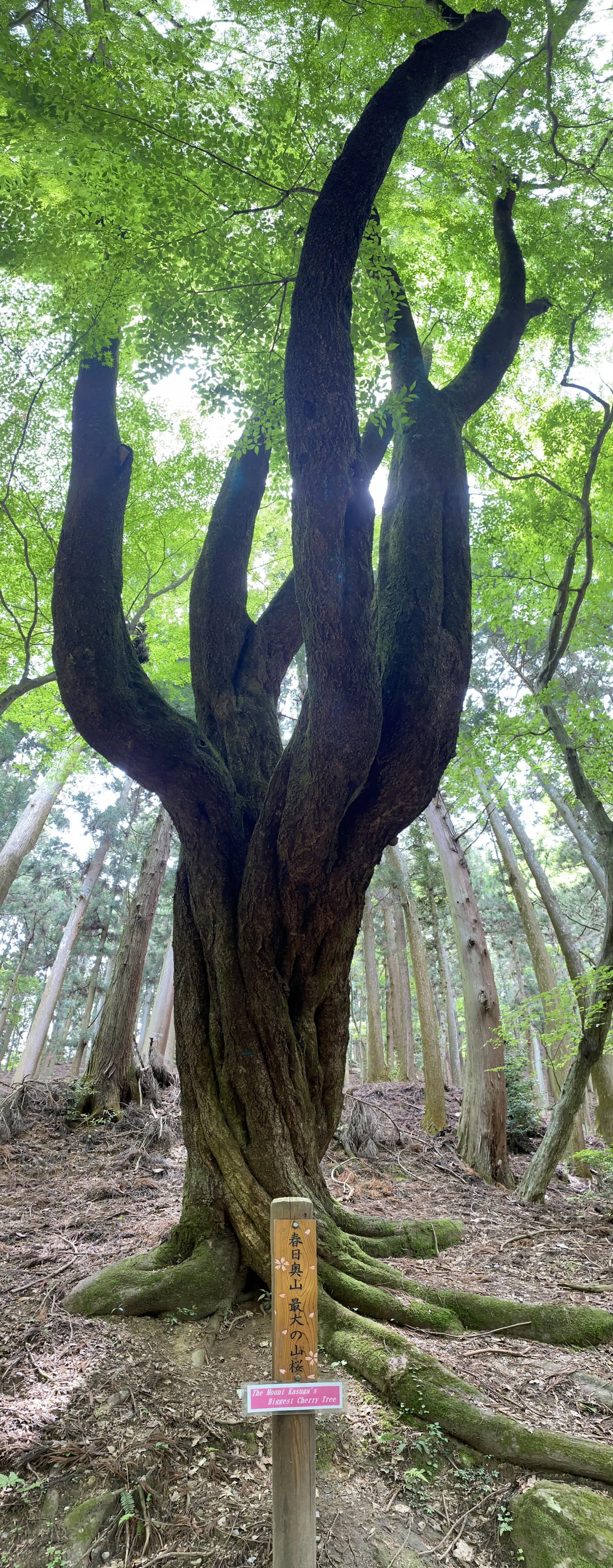 Mount Kasuga's Biggest Cherry Tree - Lonely Japan