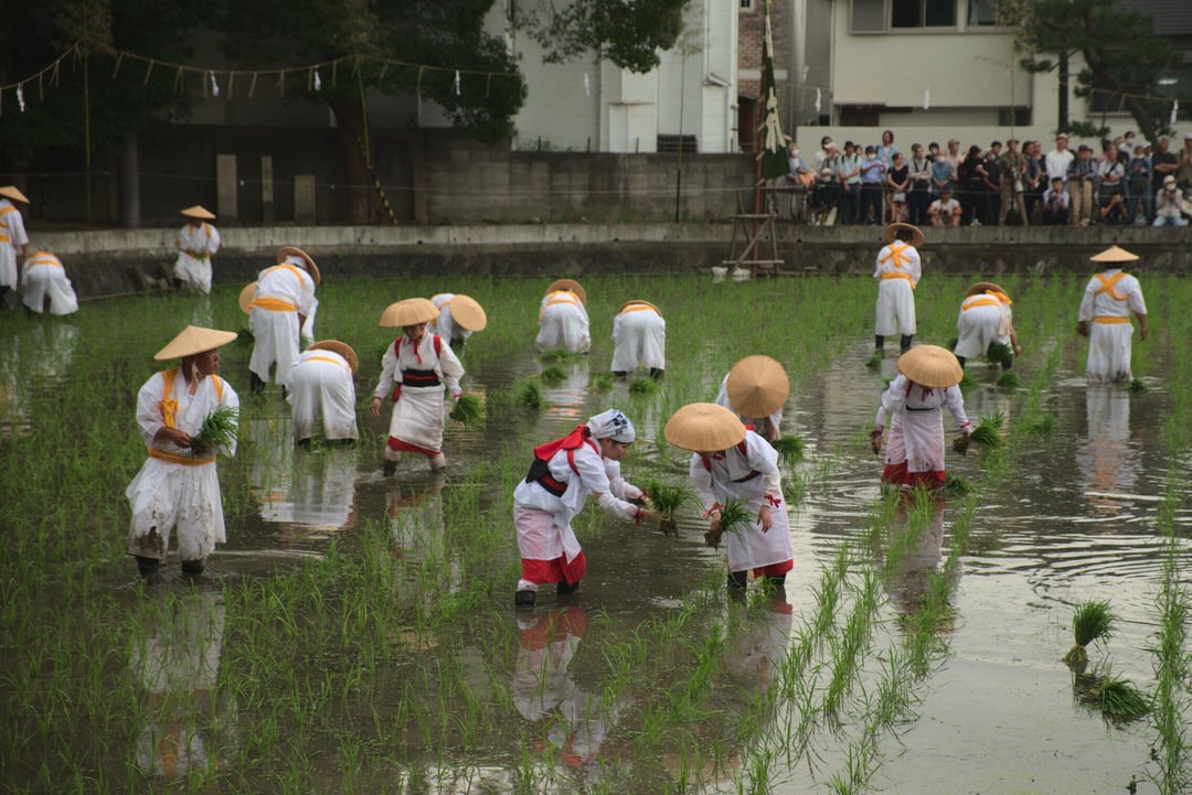 [OC] Otaue Shinji (Rice Planting Ceremony) 2023 at Sumiyoshi Taisha ...