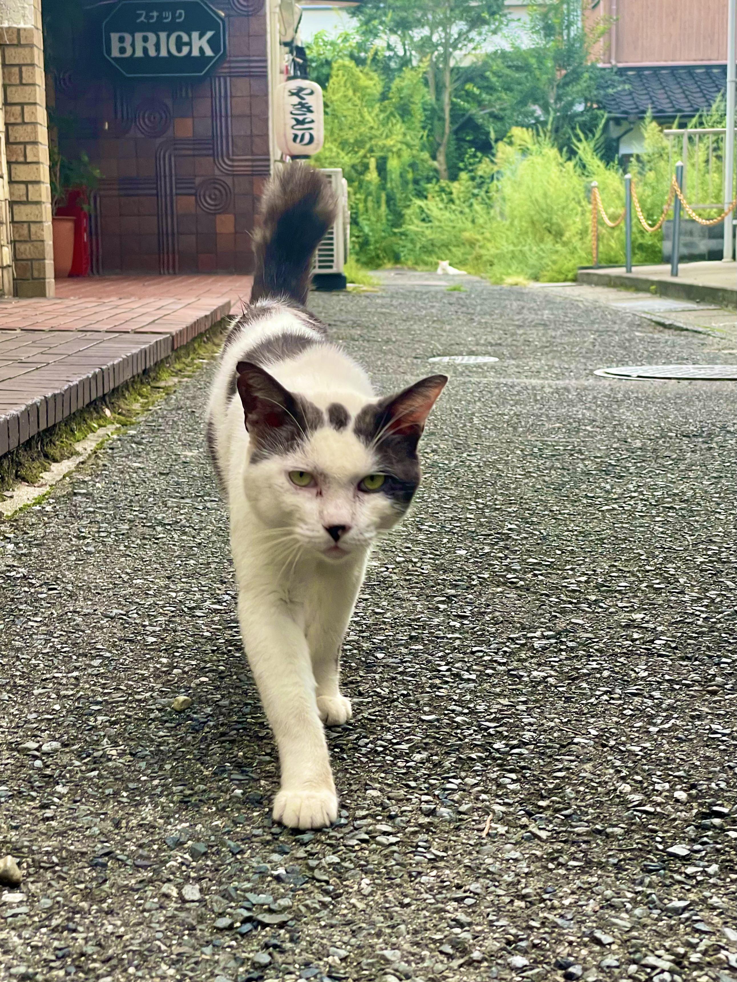 Curious cat in Yuda Onsen, Yamaguchi. - Lonely Japan